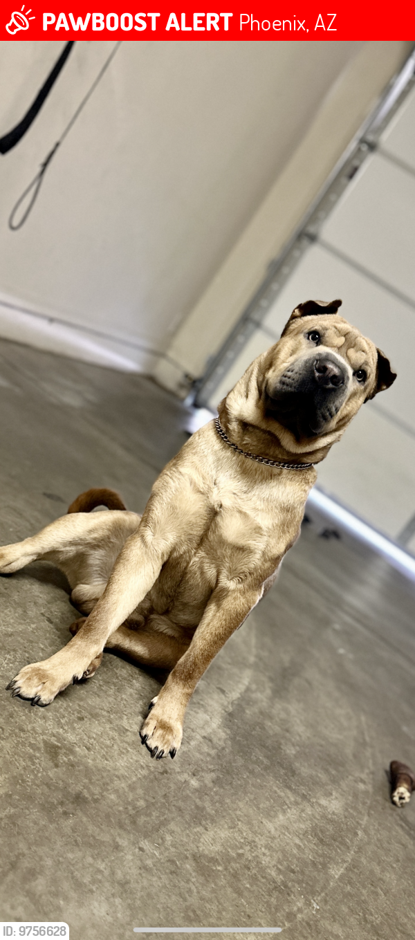 Phoenix, AZ Lost Male Dog, Dogo Is Missing | PawBoost