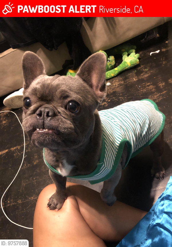 Riverside, CA Lost Female Dog, Nova/monkey Is Missing | PawBoost