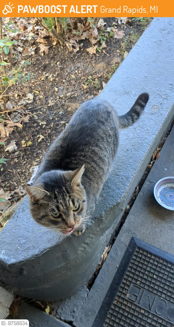 Grand Rapids, MI Stray Female Cat Found Near Near Broadway area | PawBoost