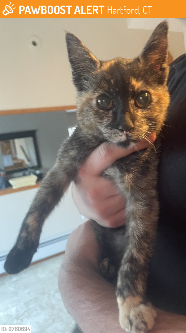 Hartford, CT Stray Cat Found Near Hartford hosp | PawBoost