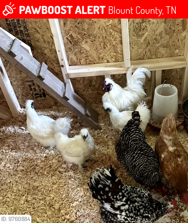 Blount County, TN Lost Female Bird, Chickens Is Missing | PawBoost