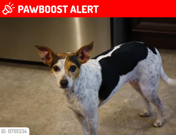 Winslow Township, NJ Lost Female Dog, Pebbles Is Missing | PawBoost