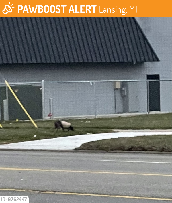 Lansing, MI Stray Dog Found Near Directly across the road from gerber ...