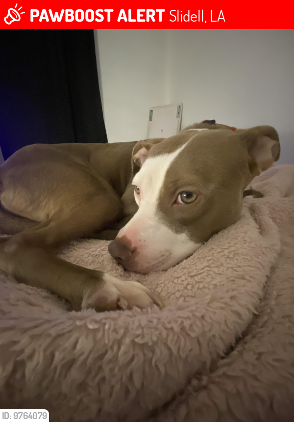 Slidell, LA Lost Female Dog, Daisy Is Missing | PawBoost