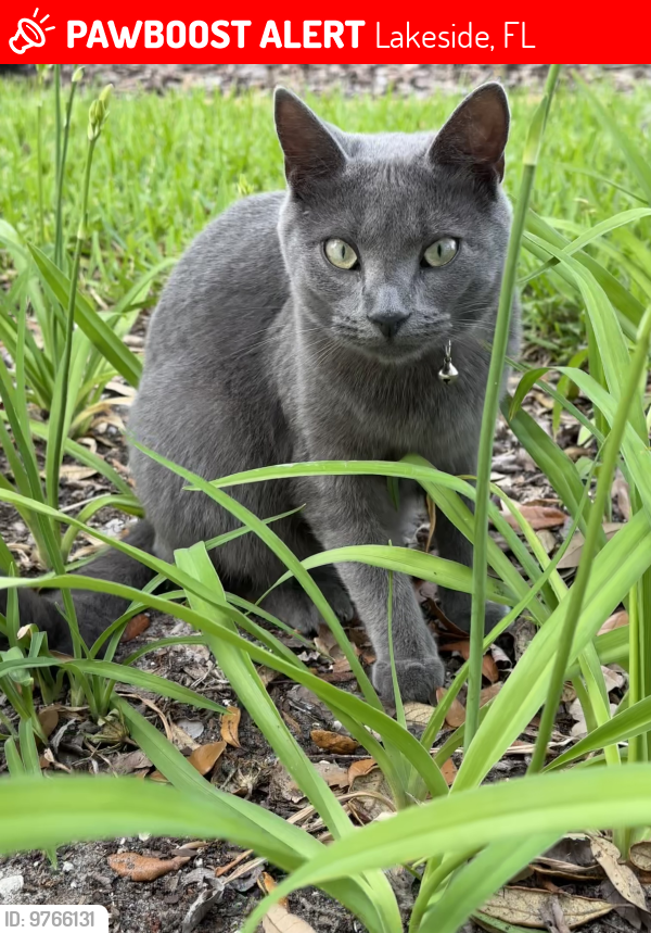 Lakeside, FL Lost Female Cat, Smokey Is Missing | PawBoost
