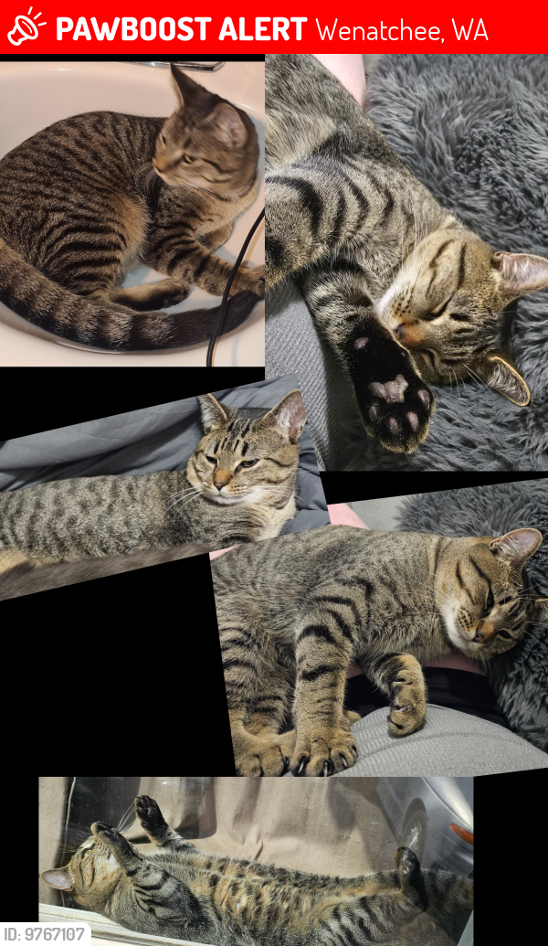 Wenatchee, WA Lost Male Cat, Mick Mick Is Missing | PawBoost