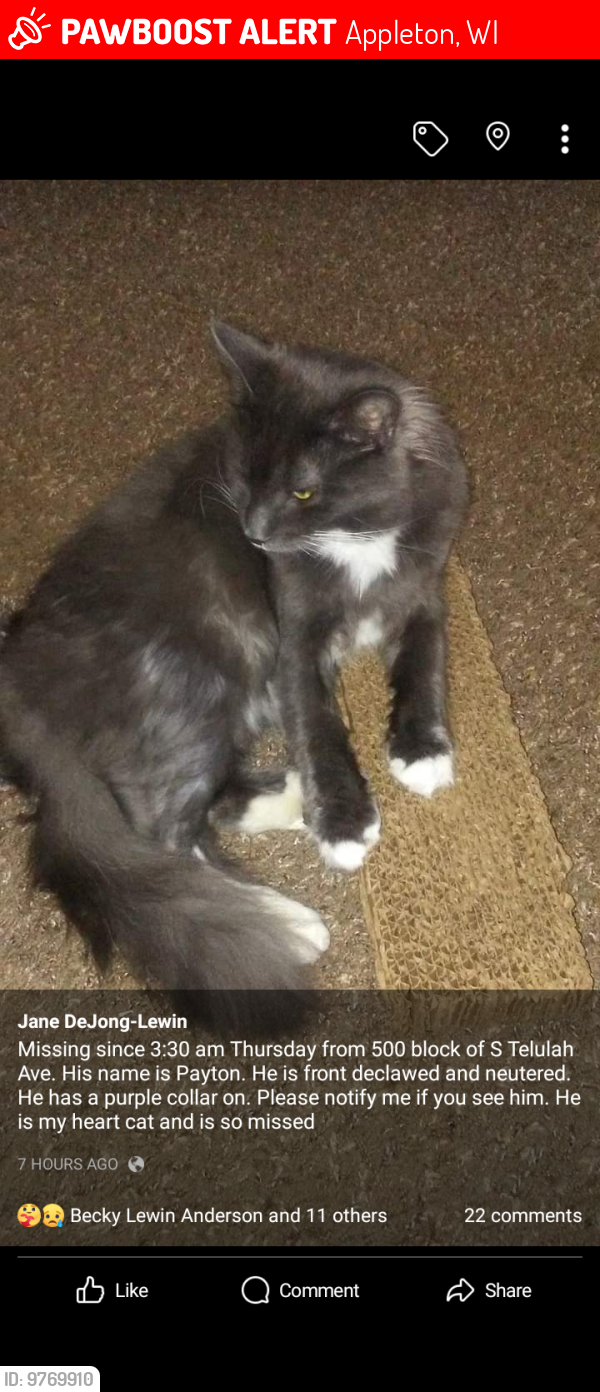 Appleton, WI Lost Male Cat, Payton Is Missing | PawBoost