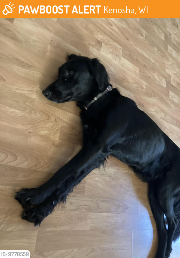 Kenosha, WI Stray Female Dog Found Near 35th Ave and 70th St. | PawBoost