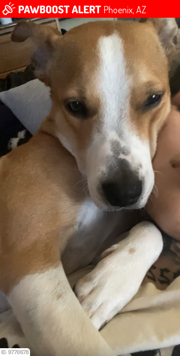 Phoenix, AZ Lost Female Dog, Moo Cow Is Missing | PawBoost