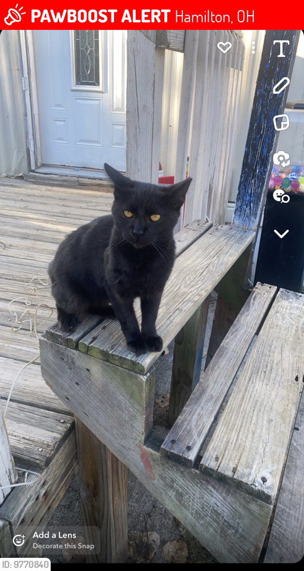 Hamilton, OH Lost Male Cat, Alvin Is Missing | PawBoost