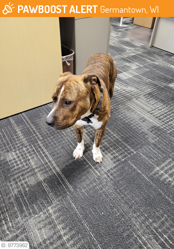 Germantown, WI Stray Male Dog Found Near Willow Creek way, appleton ...