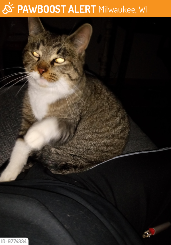 Milwaukee, WI Stray Female Cat Found Near S. 16th Bolivar Milwaukee ...