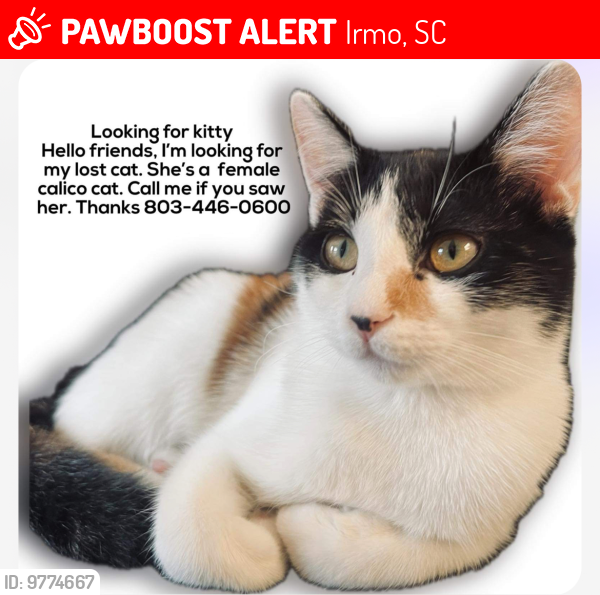 Irmo, SC Lost Female Cat, Myrtle Is Missing | PawBoost