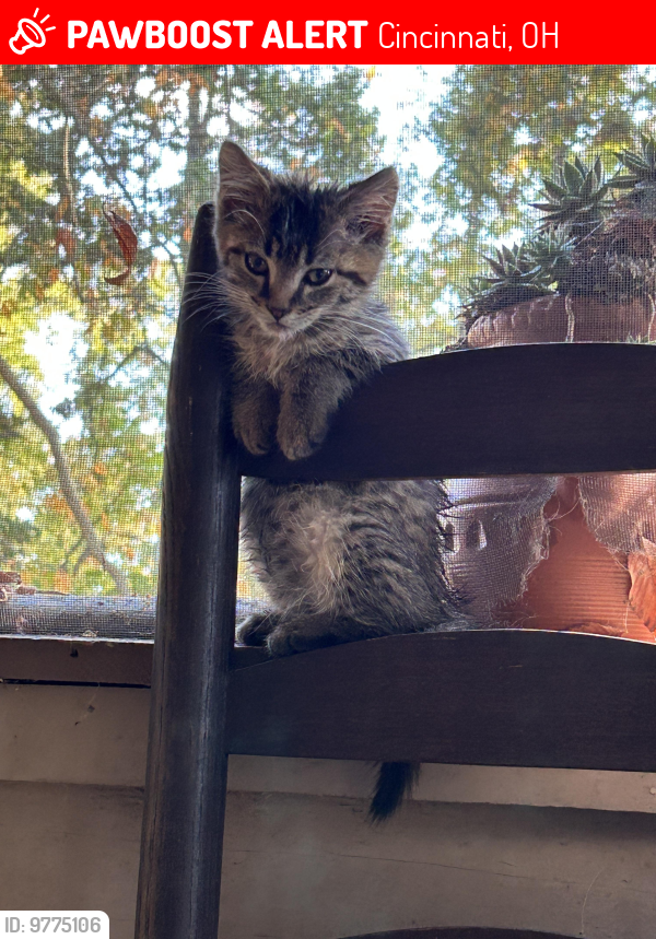 Cincinnati, OH Lost Male Cat, Blaster Is Missing | PawBoost