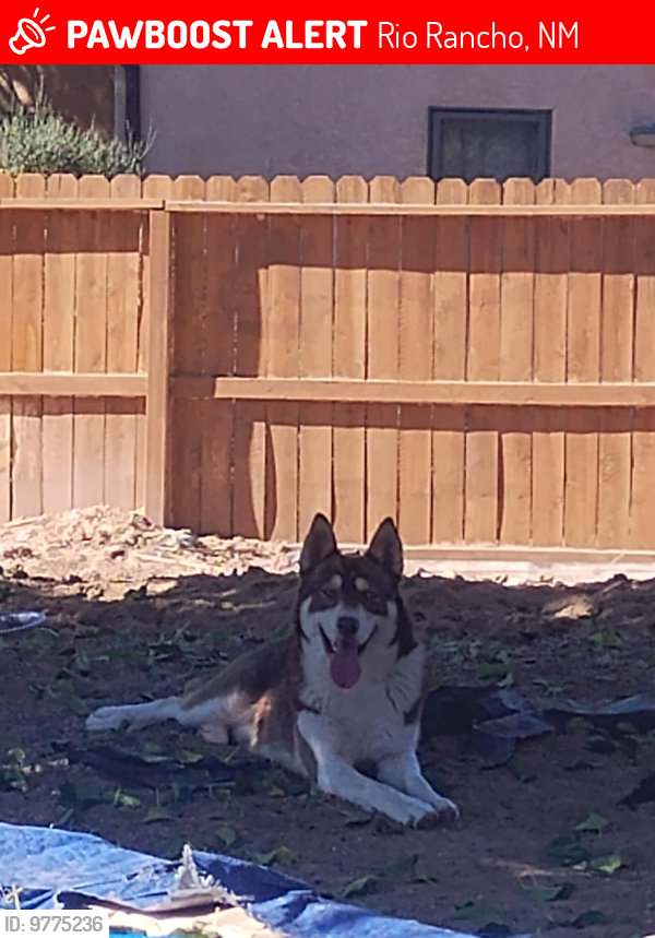Rio Rancho, NM Lost Male Dog, Trooper Is Missing | PawBoost