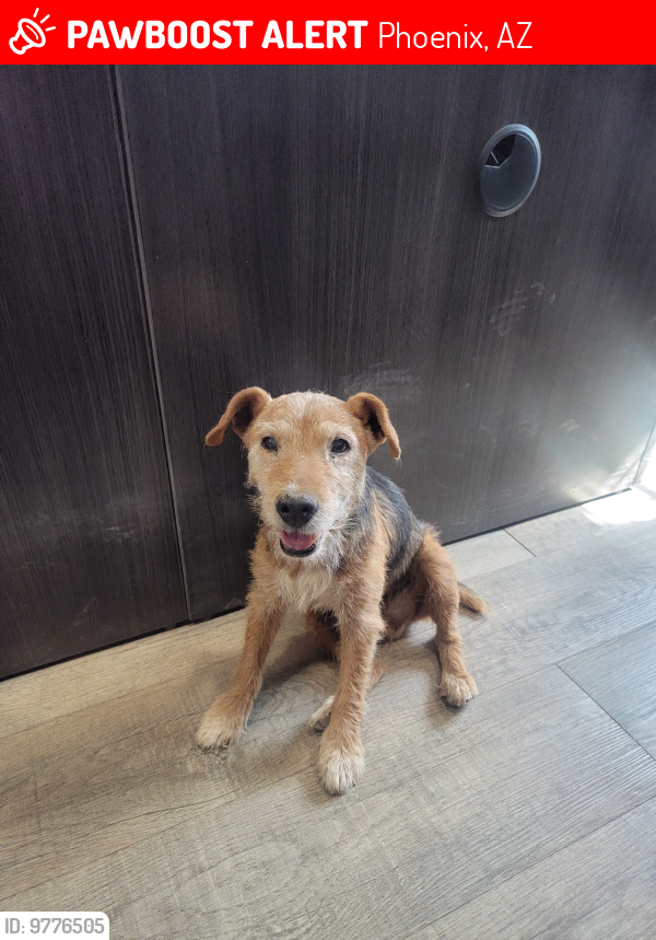 Phoenix, AZ Lost Male Dog, Eddie Is Missing | PawBoost