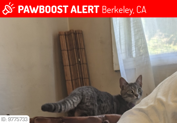 Berkeley, CA Lost Male Cat, Pope Is Missing | PawBoost