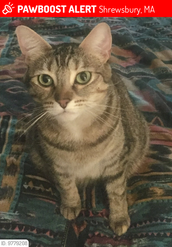Shrewsbury, MA Lost Female Cat, Peanut Is Missing | PawBoost