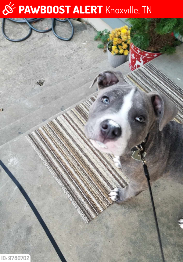 Knoxville, TN Lost Male Dog, Kato Is Missing | PawBoost