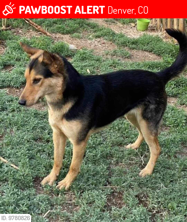 Denver, CO Lost Female Dog, Azula Is Missing | PawBoost