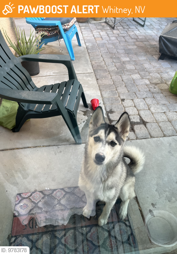 Whitney, NV Stray Female Dog Found Near Boulder and Trop | PawBoost