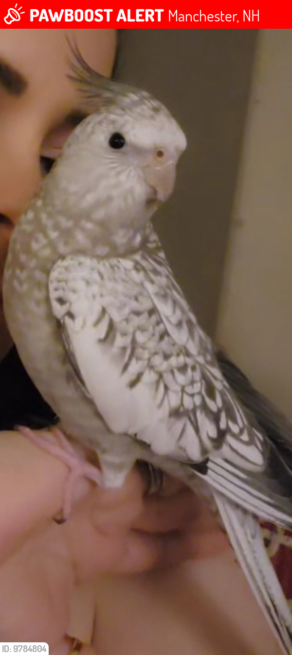 Manchester, NH Lost Female Bird, Moon Is Missing | PawBoost
