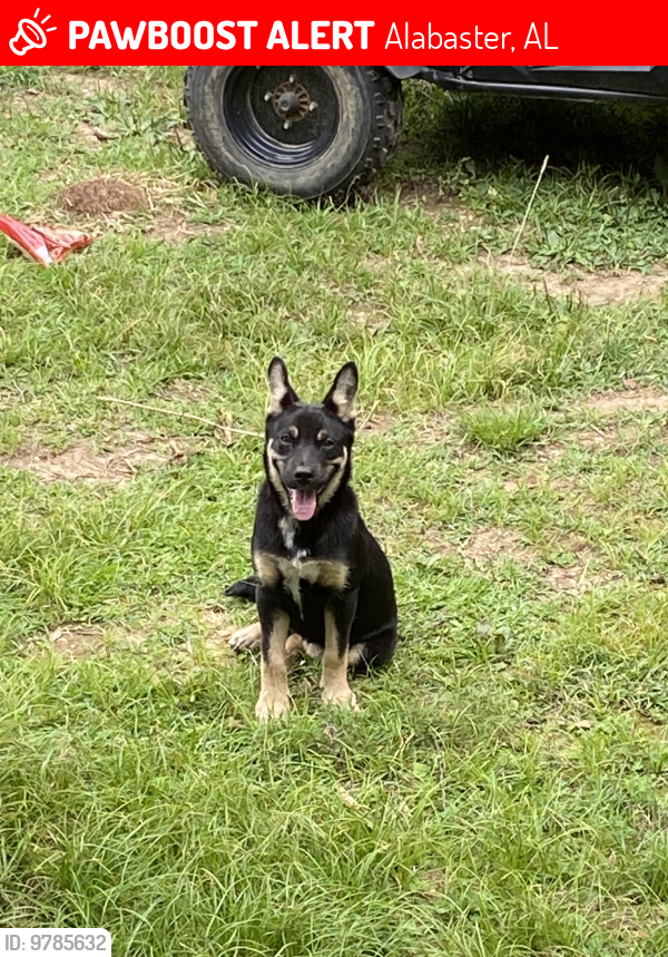 Alabaster, AL Lost Female Dog, Luna Is Missing | PawBoost