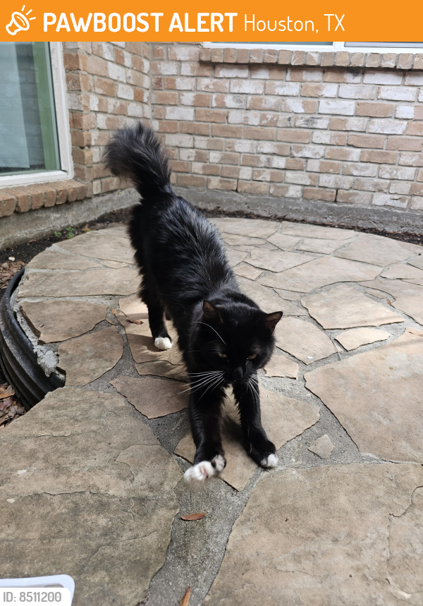 Houston, TX Stray Cat Found Near Saint Cloud Drive and Blairmont | PawBoost