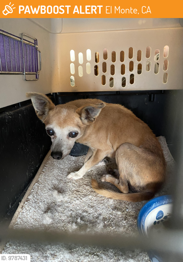 El Monte, CA Stray Female Dog Found Near Frankmont and Cedar | PawBoost