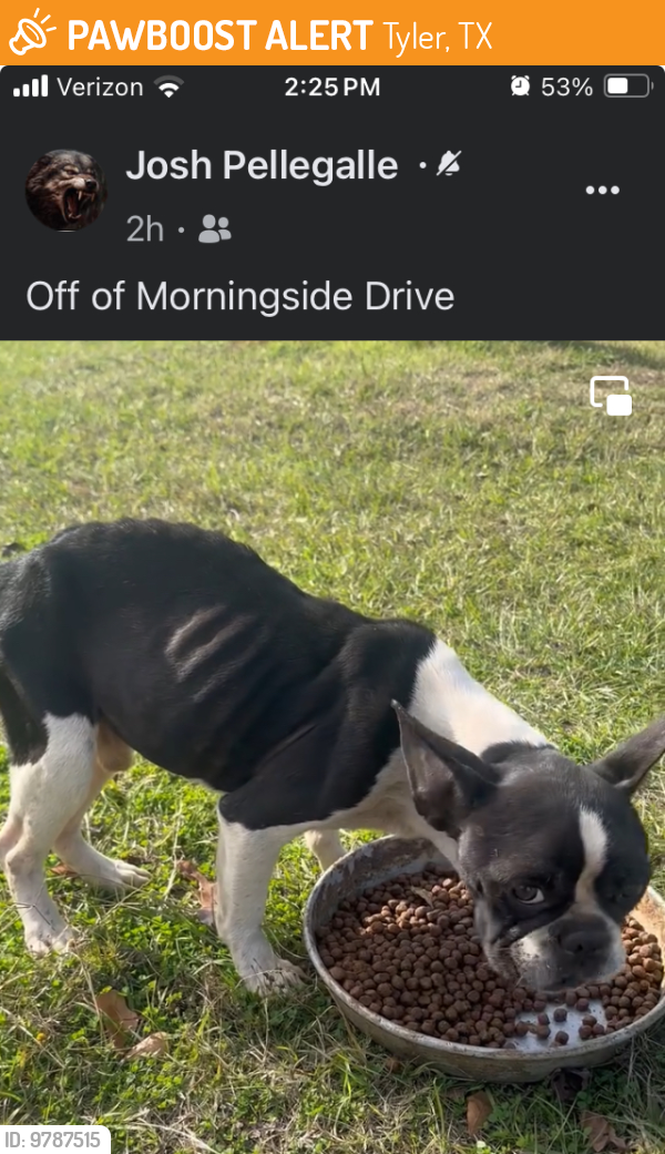 Tyler, TX Stray Male Dog Found Near Morningside | PawBoost