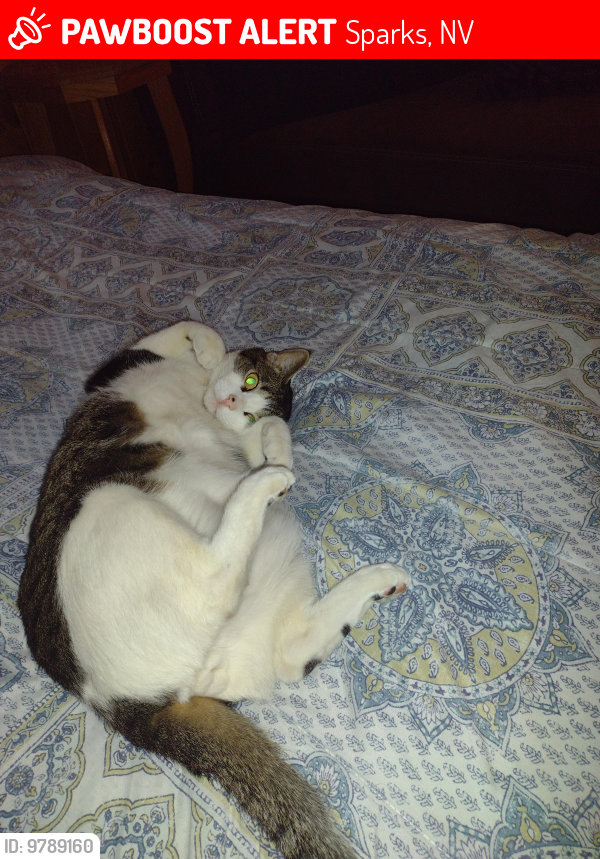 Sparks, NV Lost Male Cat, Milo Is Missing | PawBoost