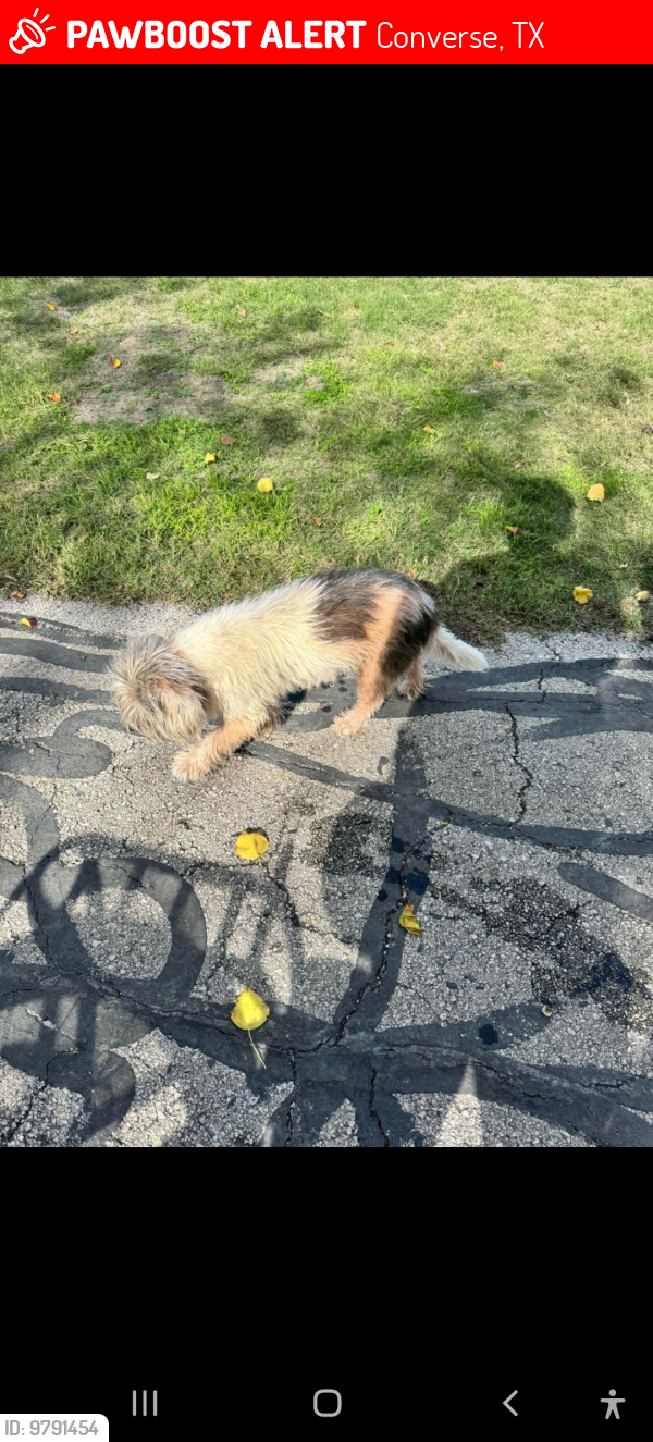 Converse, TX Lost Female Dog, Jenny Is Missing | PawBoost
