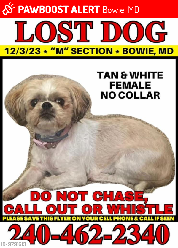 Bowie, MD Lost Female Dog, Brownie Is Missing | PawBoost