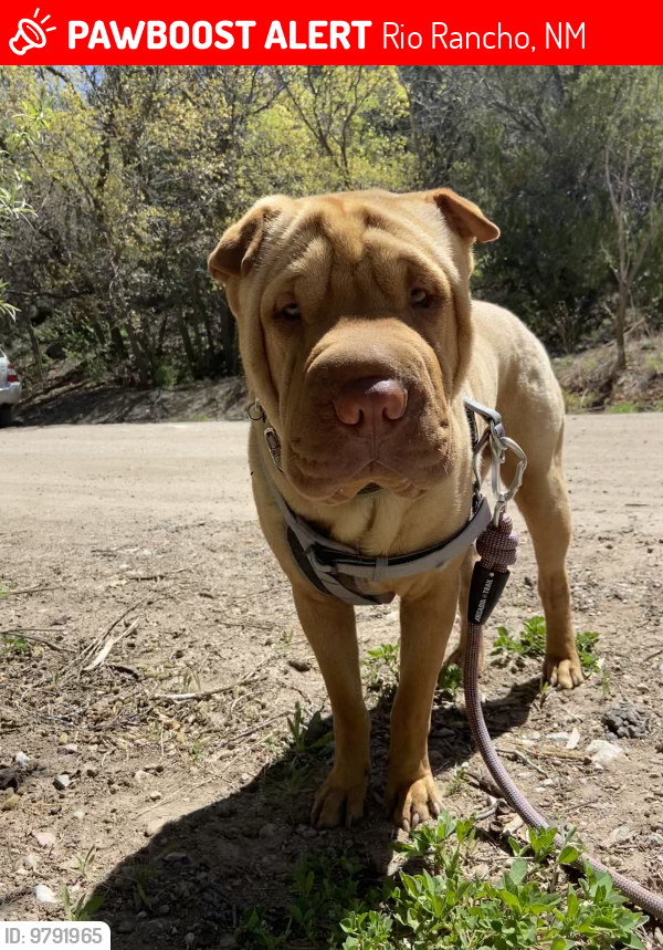 Rio Rancho, NM Lost Male Dog, Guss Is Missing | PawBoost