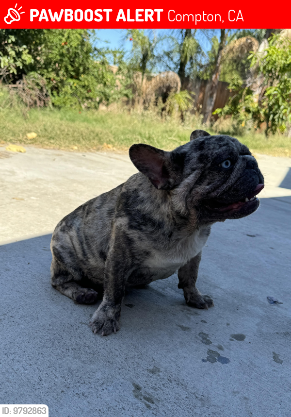 Compton, CA Lost Female Dog, Marley Baby Is Missing | PawBoost