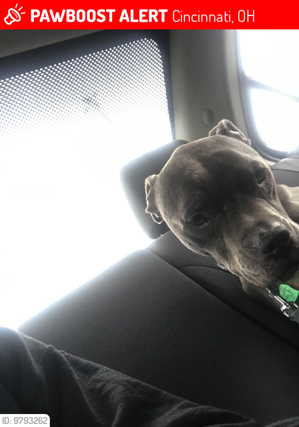 Cincinnati, OH Lost Male Dog, Buddy Is Missing | PawBoost