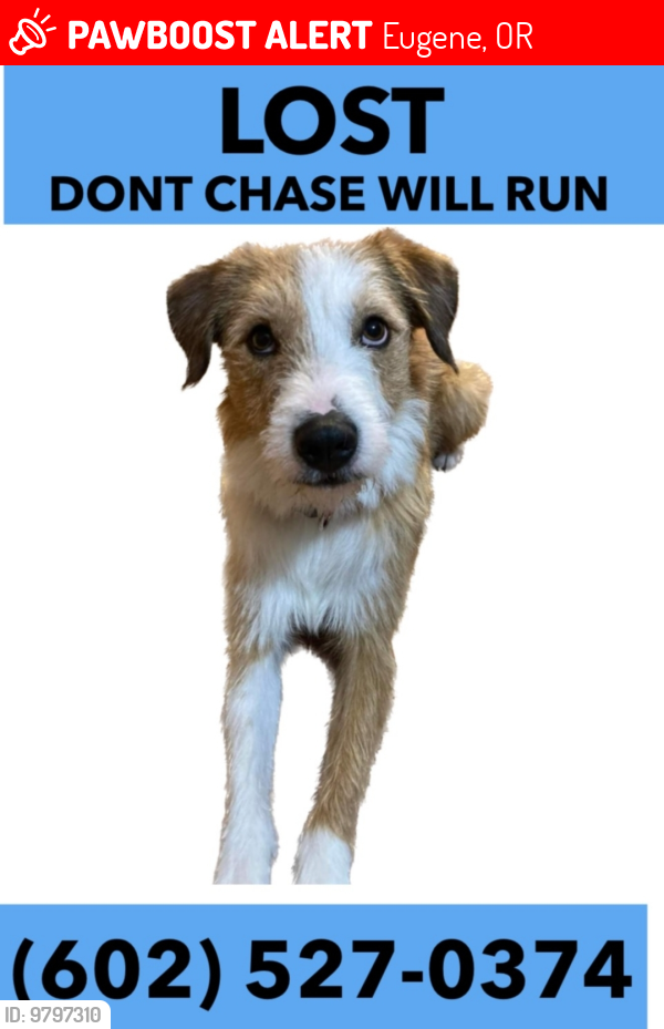 Eugene, OR Lost Male Dog, Kenyon Is Missing | PawBoost