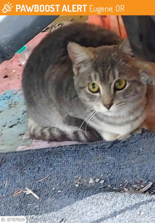 Eugene, OR Stray Cat Found Near Franklin and concord | PawBoost