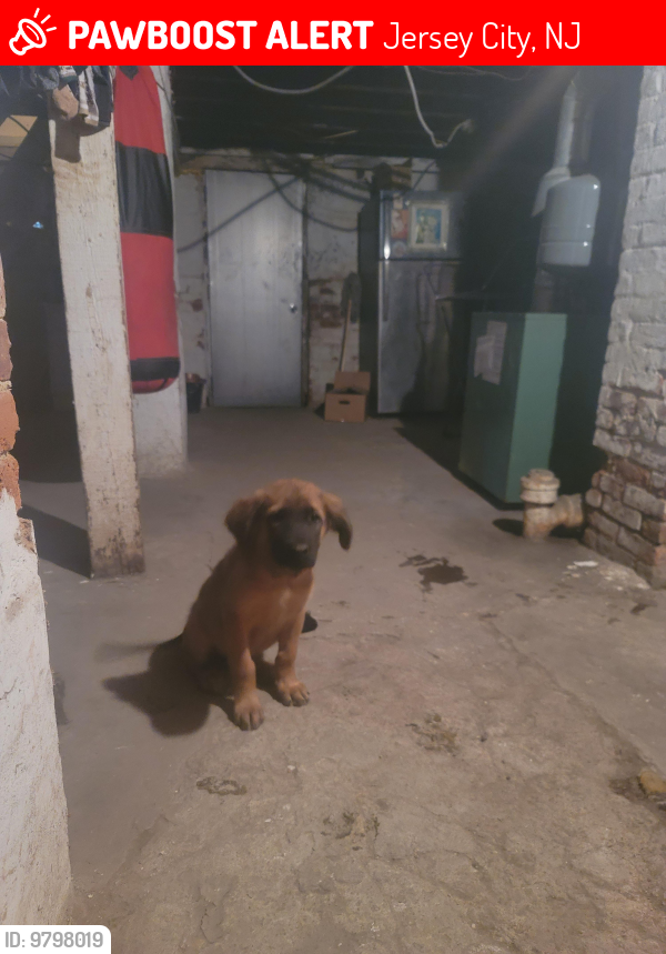 Jersey City, NJ Lost Female Dog, Rose Is Missing | PawBoost