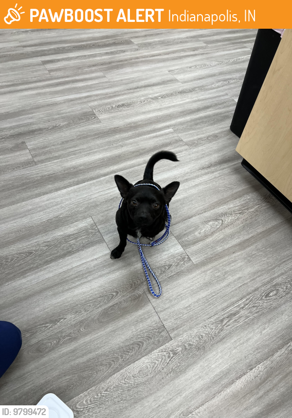 Indianapolis, IN Stray Male Dog Found Near Near street by fire station ...