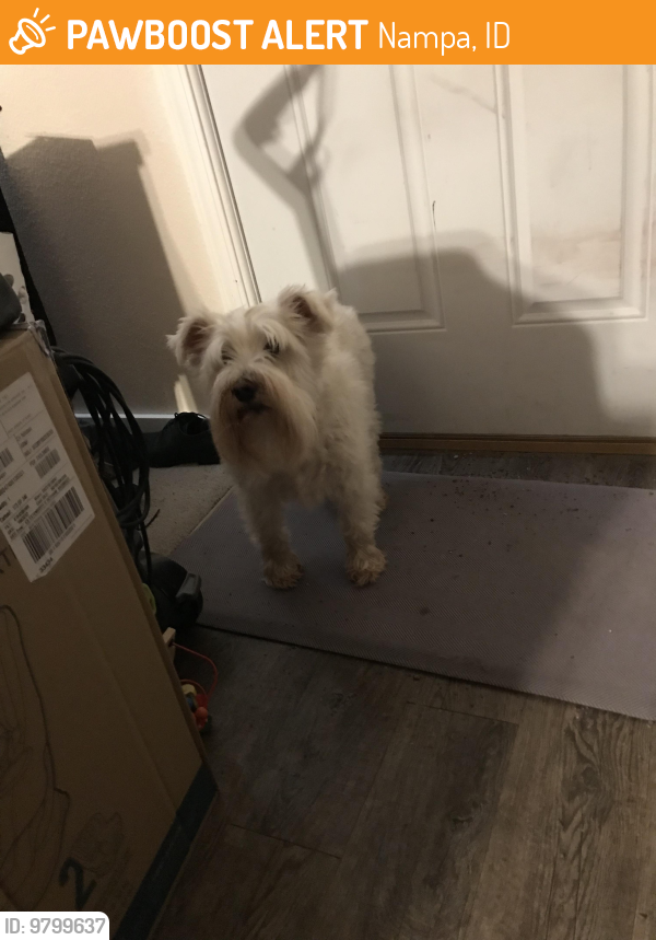 Nampa, ID Stray Male Dog Found Near Greenhurst across from skyview ...
