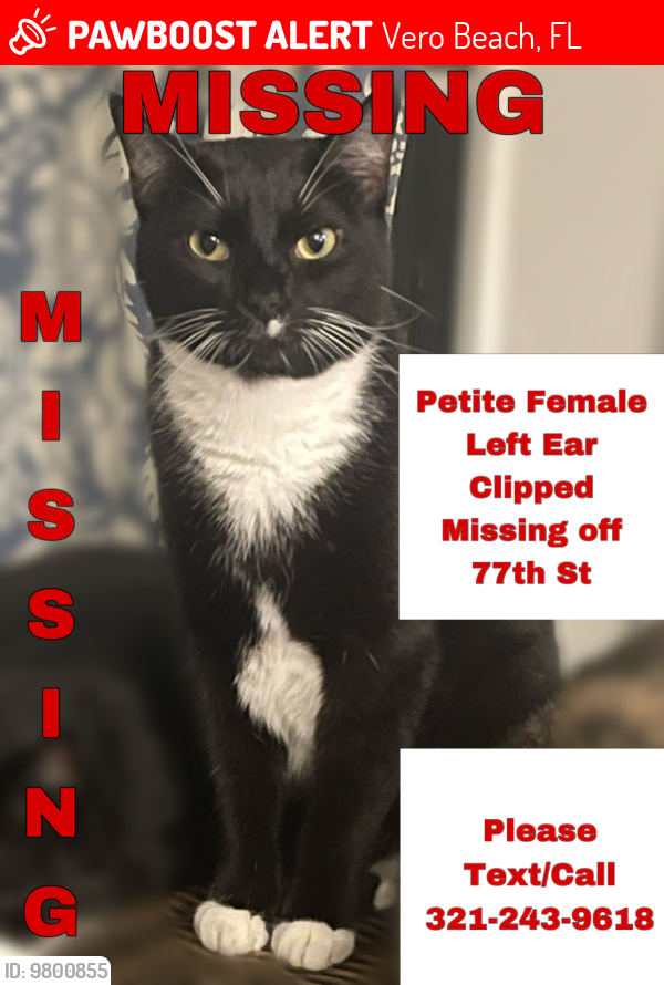 Vero Beach, FL Lost Female Cat, Rhonda Is Missing | PawBoost