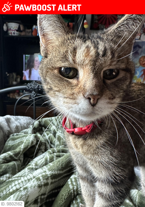 Hamilton Township, OH Lost Female Cat, Lucky Is Missing | PawBoost