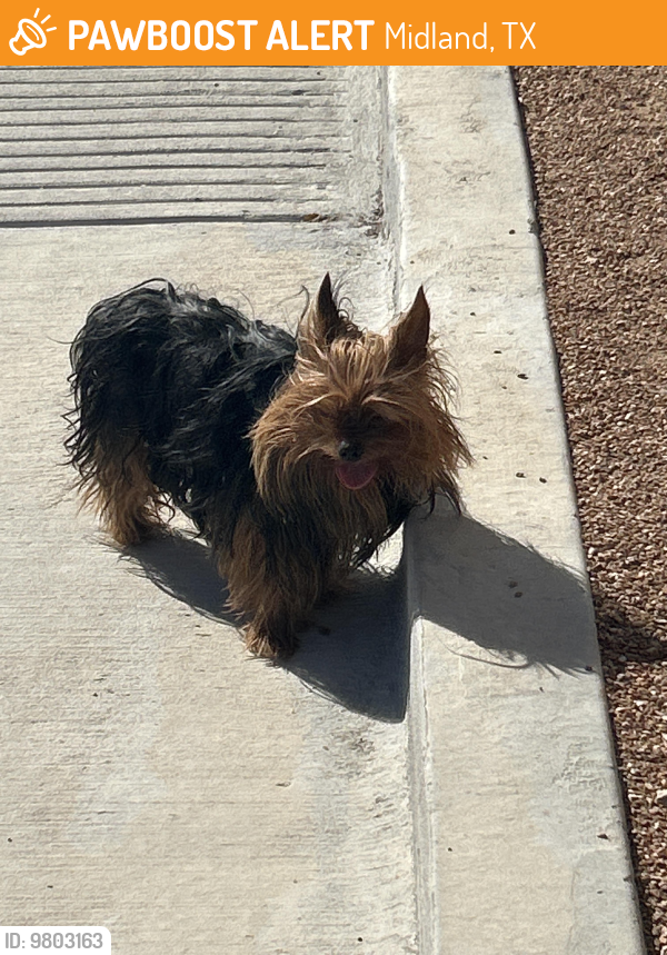 Midland, TX Stray Dog Found Near Flatz 432 apmt complex | PawBoost
