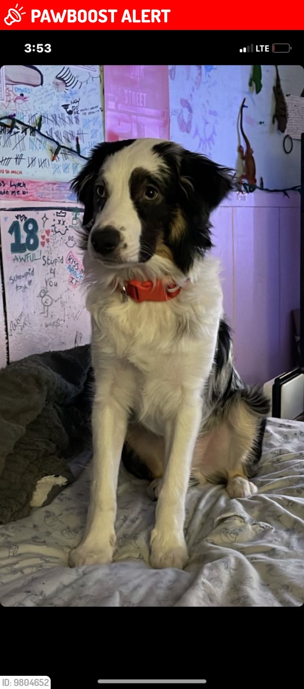 Waterford Township, MI Lost Male Dog, Bowie Is Missing | PawBoost