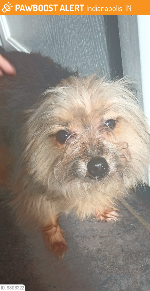 Indianapolis, IN Stray Male Dog Found Near Greenlee Circle/lawnsdown rd ...