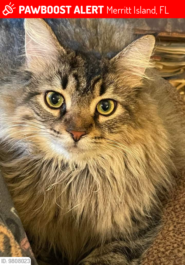 Merritt Island, FL Lost Male Cat, Matty Is Missing | PawBoost