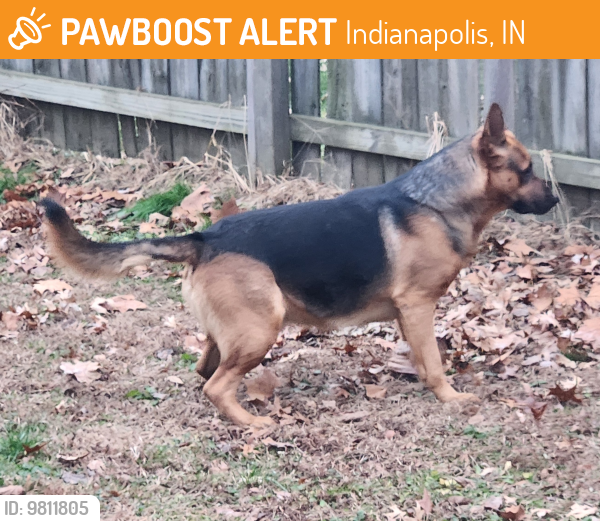 Indianapolis, IN Stray Male Dog Found Near Ciuntry Club and Rockville ...