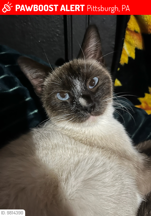 Pittsburgh, PA Lost Female Cat, Saphie Is Missing | PawBoost