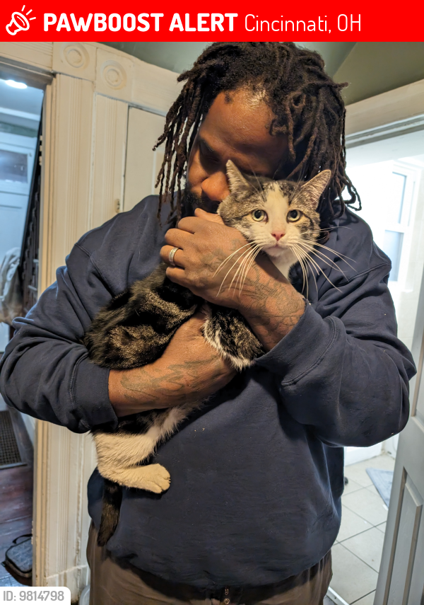Cincinnati, OH Lost Male Cat, Oreo Is Missing | PawBoost